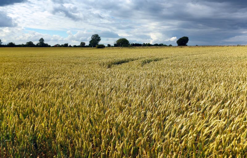 Rye field, Denmark stock image. Image of land, fall, denmark - 25776369