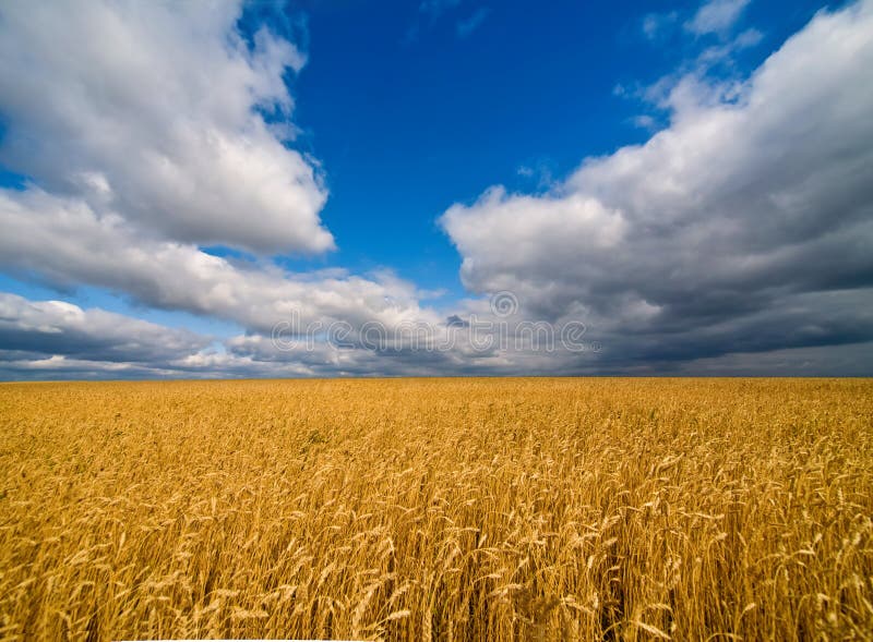 Rye field and dramatic sky stock photo. Image of landscape - 8878538