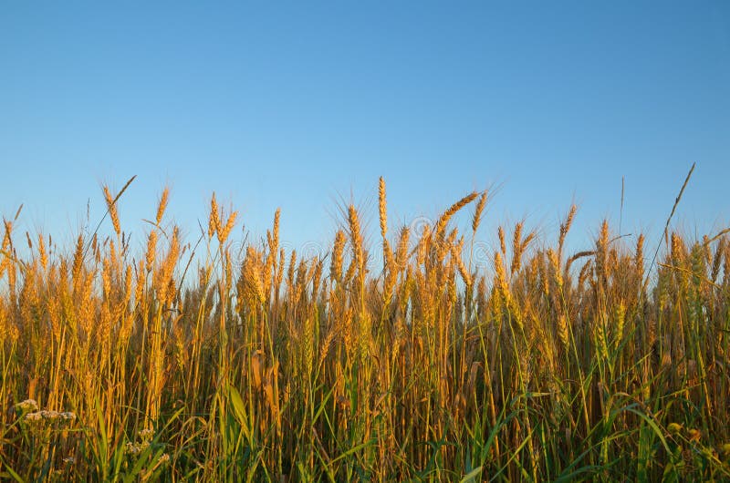 Rye field stock image. Image of agriculture, grain, food - 28837301