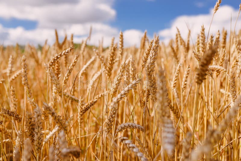 Rye field stock image. Image of crop, grass, grain, produce - 74452725