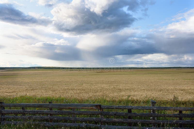 Rye Field in Evening before Rain Under Thunderclouds Stock Photo ...