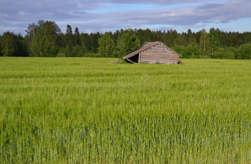 Rye field in Finland stock photo. Image of middle, countryside - 67224742