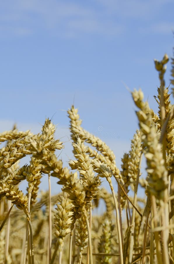 Rye field stock image. Image of farm, harvest, yellow - 58026759