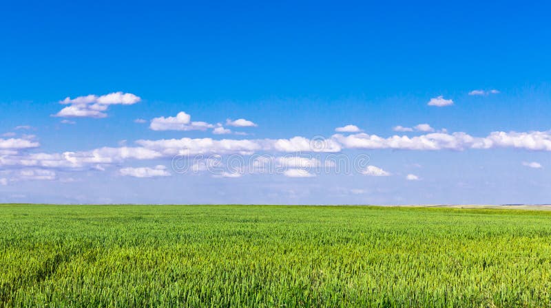 Rye field stock image. Image of grass, agricultural, crop - 58082879