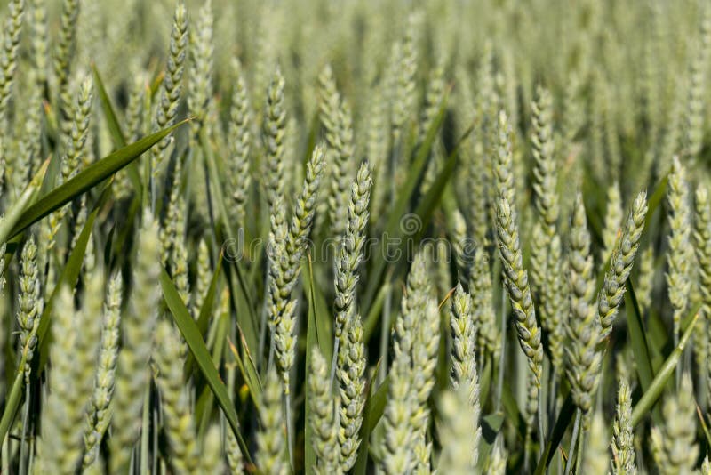 Rye Field with Green Immature Plants Stock Image - Image of plants ...