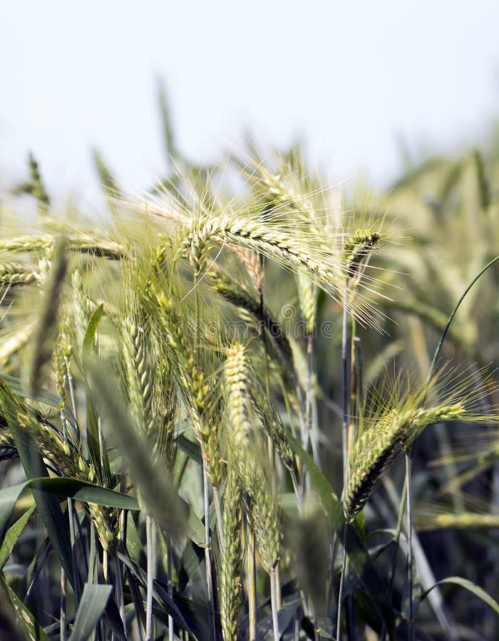 Rye field stock photo. Image of land, cereal, meadow - 44940520