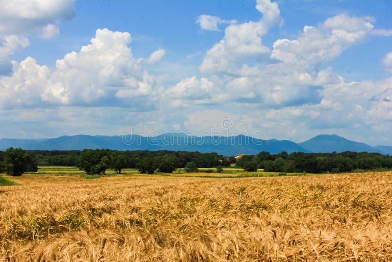 Rye Field Landscape Over Blue Sky with Clouds Stock Photo - Image of ...