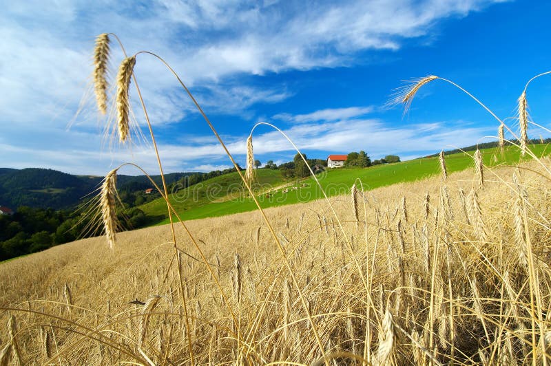 Rye field in late summer1 stock photo. Image of cereals - 1396646