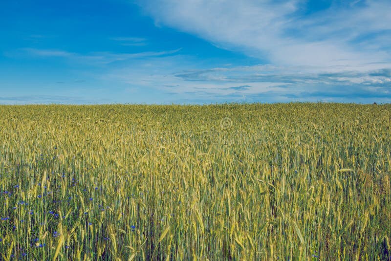 Rye field. stock image. Image of scene, golden, grain - 96176005