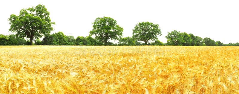 Rye Field with Trees Panorama - Isolated Sky Stock Image - Image of ...