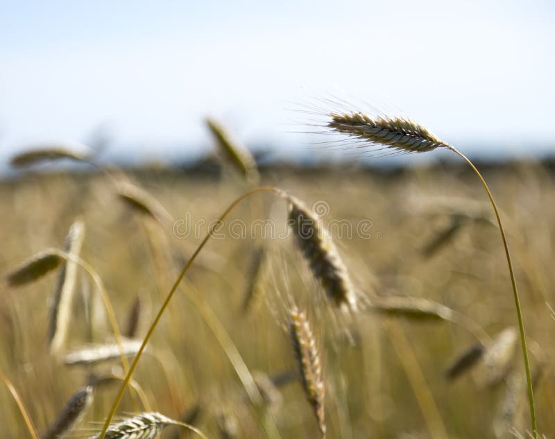 Rye in Field stock image. Image of farming, food, growing - 57273863