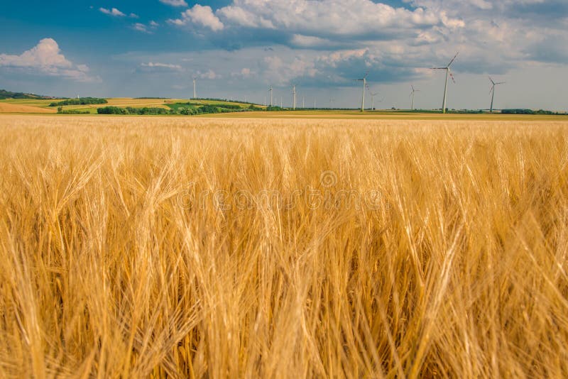 Rye Field and Power Plant stock photo. Image of crop - 95361072