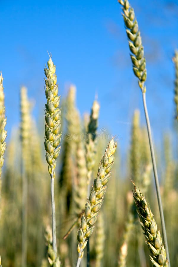 Rye field stock photo. Image of grain, field, ripe, crop - 56663596
