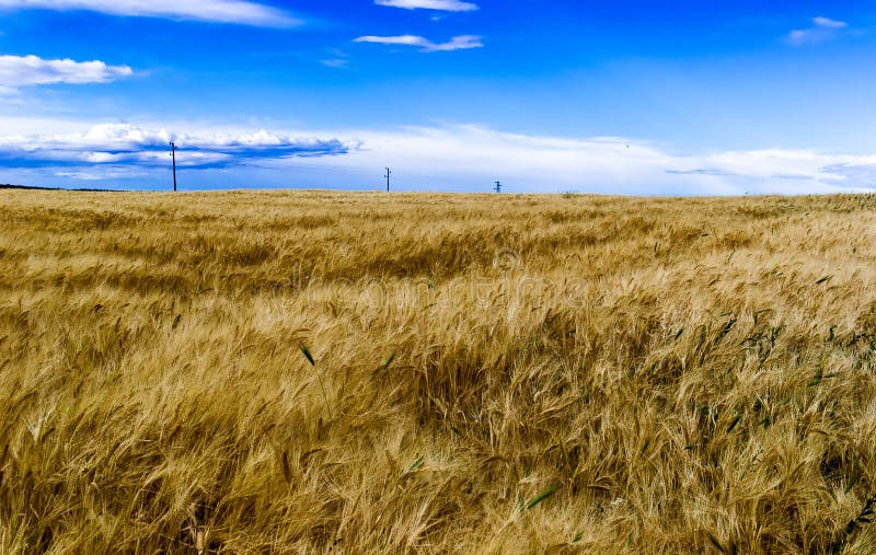 Rye field stock photo. Image of crop, harvest, ripe, agricultural ...