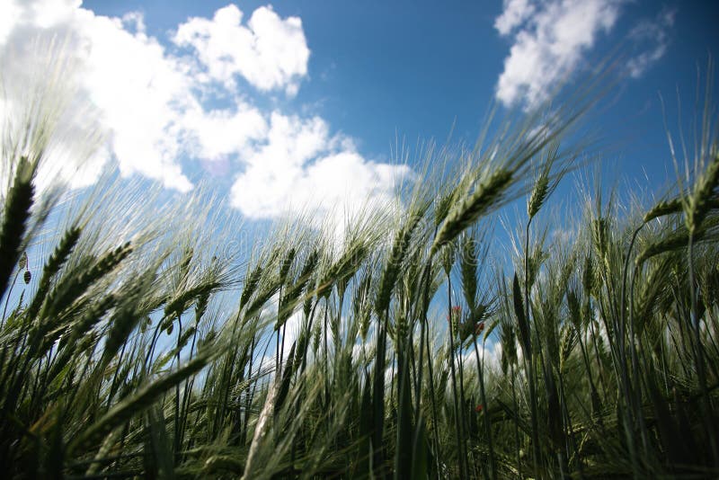 Rye Field Shot from Below. Spikelets of Rye Against the Blue Spring Sky ...