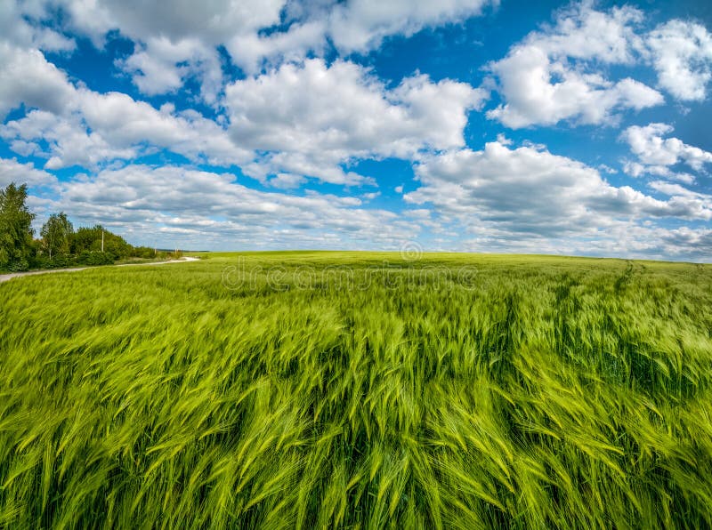 Rye Field with Spikelets, Top View, with Beautiful Sky Stock Photo ...