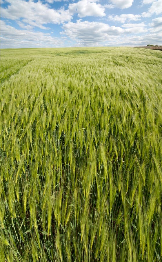 Rye Field with Spikelets, Top View,wide Angle Stock Photo - Image of ...