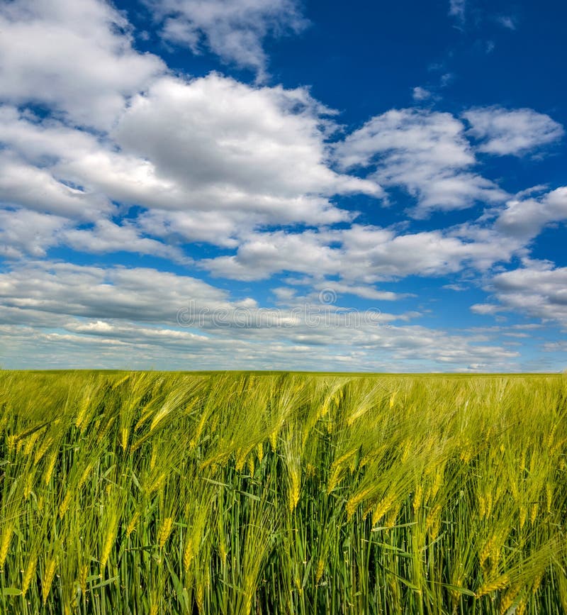 Rye Field with Spikelets, Top View,wide Angle, with Sky with Clouds ...