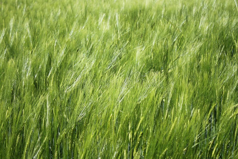 Rye field in the spring stock image. Image of nature - 149823905