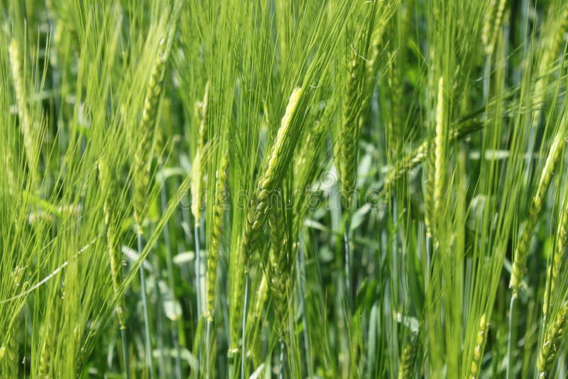 Rye field in the spring stock photo. Image of crop, ryefield - 149824300