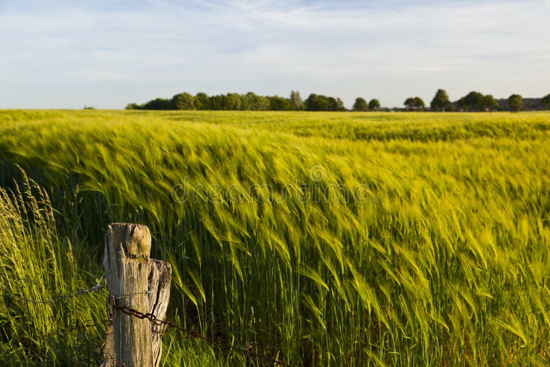 Rye Field in Spring stock image. Image of growth, sunlight - 99326899