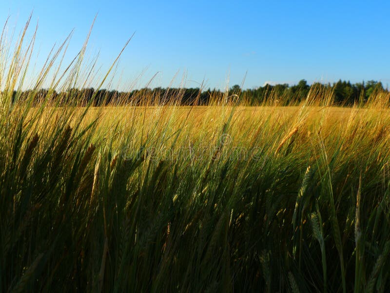 Rye field in summer day stock image. Image of ryeplant - 56471571