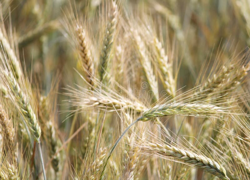 Rye field stock image. Image of detail, summer, gold - 32115611