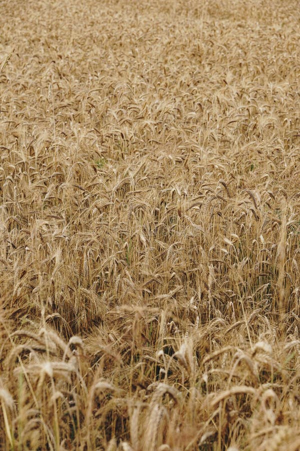 Rye Field during Summer Just before Harvest Stock Photo - Image of ...