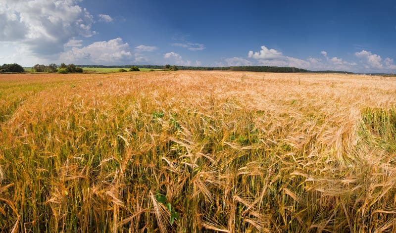 Rye field stock photo. Image of farm, field, cloud, outdoors - 33699282