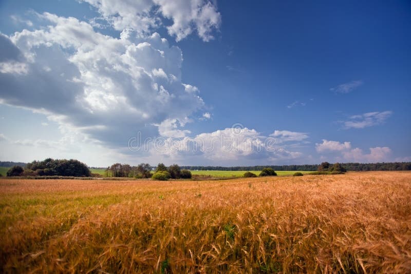 Rye field stock image. Image of corn, produce, russia - 33699339