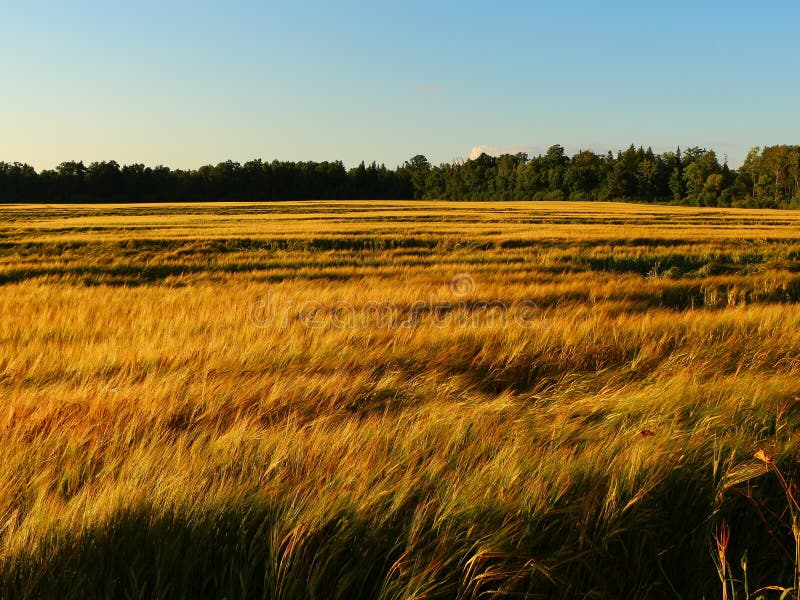 Rye field in summer stock image. Image of field, bread - 56471955