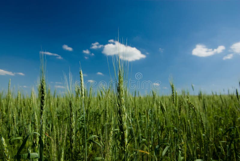 Rye field at summer noon stock image. Image of nature - 37717053
