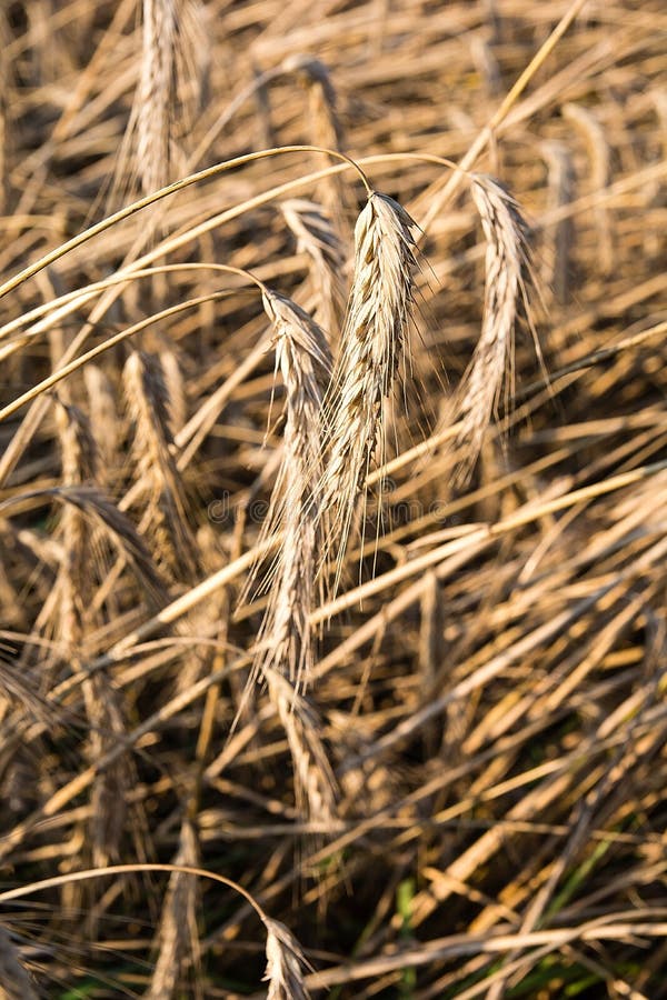Rye on the Field in Summer Poland Stock Photo - Image of natural ...