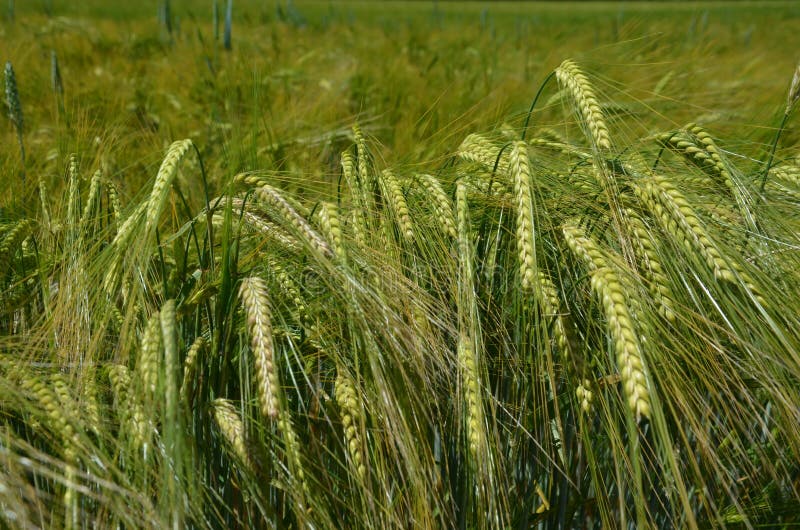 Rye field in summer stock photo. Image of seed, fodder - 224254298