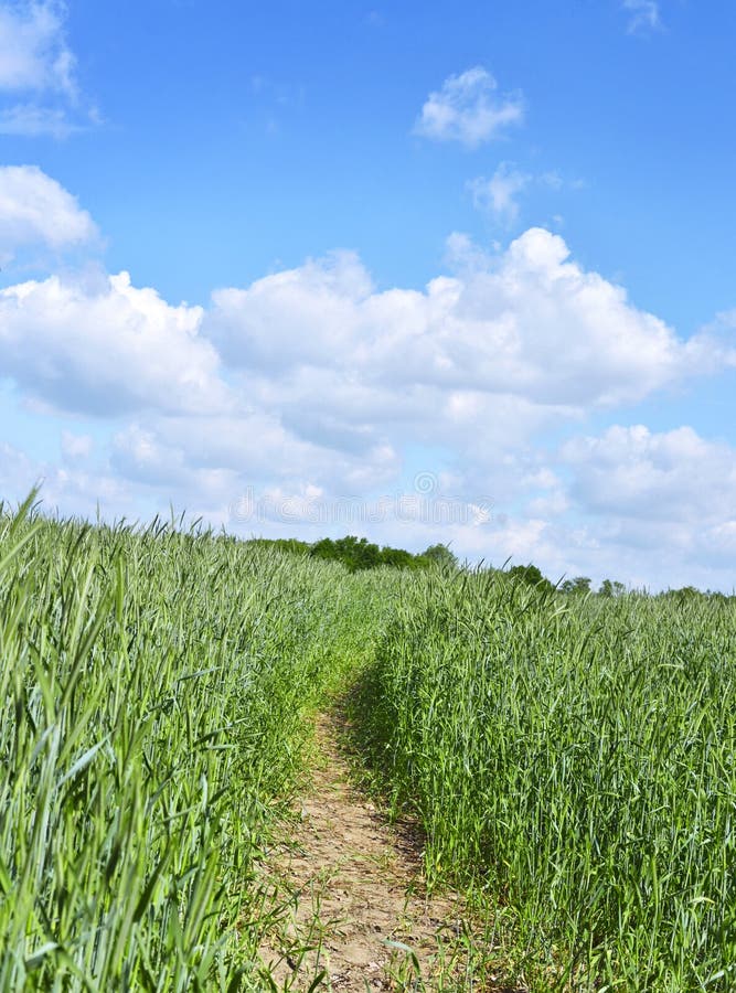 Rye field in the sun stock photo. Image of grass, land - 73498496