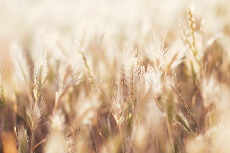 Rye field at sunlight stock image. Image of golden, farmland - 211453543