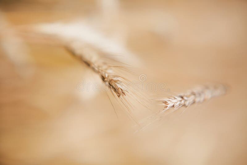 Rye field at sunlight stock image. Image of agriculture - 215169823