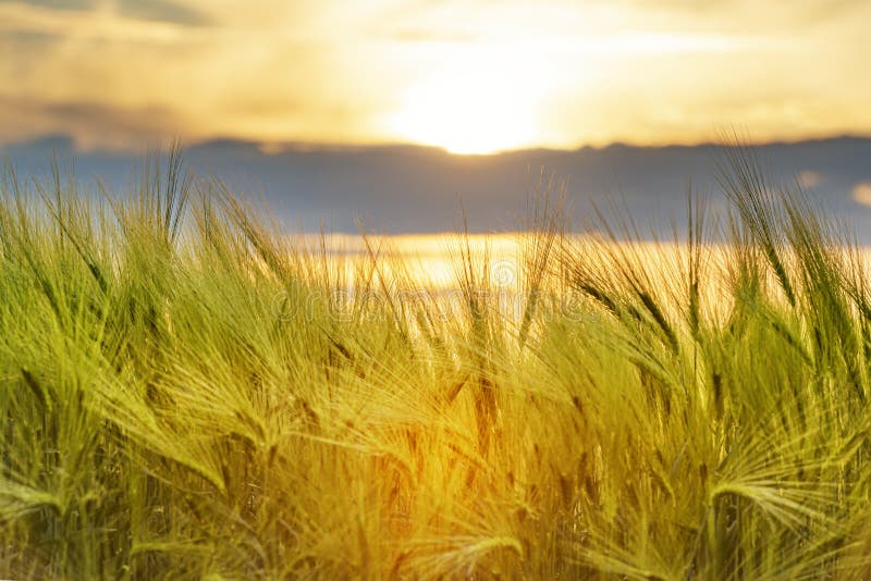Rye field at the sunset stock photo. Image of plant - 220751846