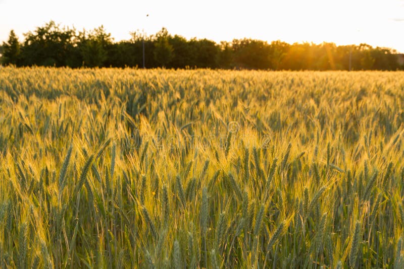 Rye field at sunset stock photo. Image of growth, cultivating - 42532364