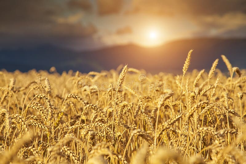 Rye Field at Sunset stock photo. Image of cereal, scene - 30241524