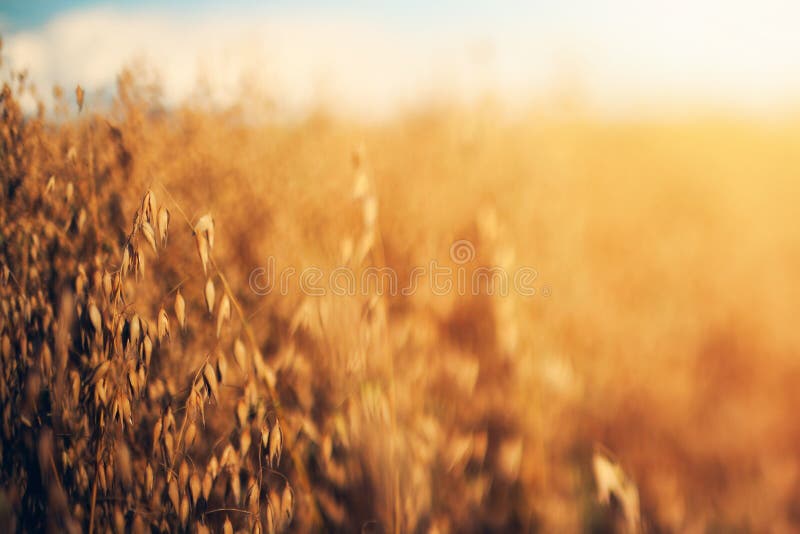 Rye field in the sunshine stock image. Image of fall - 81175343