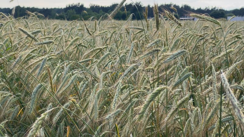 Rye Field Swaying in the Wind on a Summer Afternoon Stock Image - Image ...