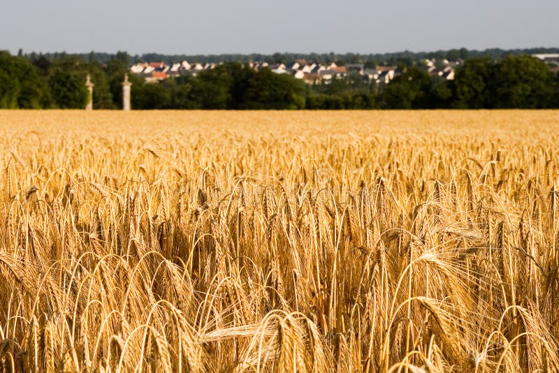 Rye field with two towers stock image. Image of landscape - 33712041