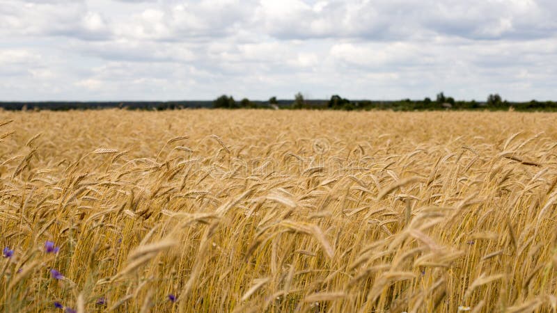Rye field under blue sky stock image. Image of grain - 174577317