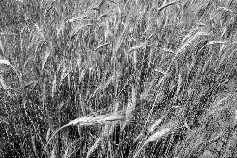 999 Field Rye Black White Stock Photos - Free & Royalty-Free Stock ...