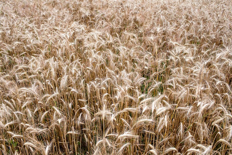 Rye field stock photo. Image of farm, grow, agriculture - 32441842