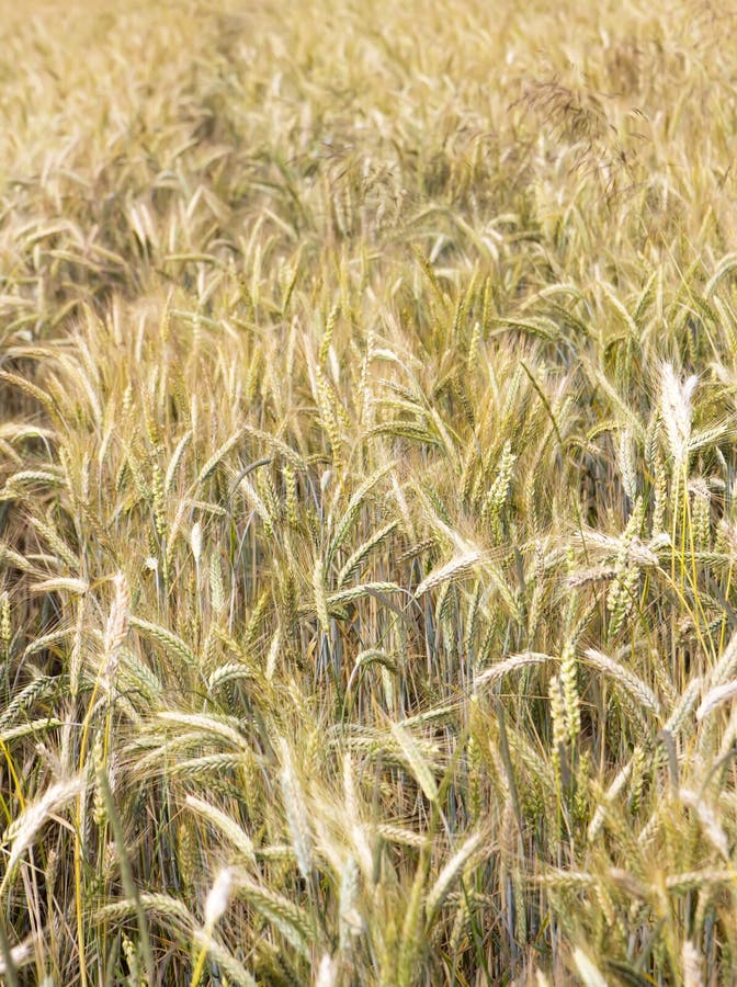 Rye field stock image. Image of rural, grass, growth - 44940457