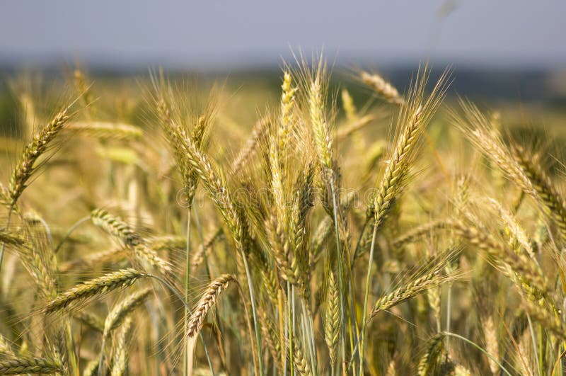 Rye field stock photo. Image of harvest, grain, meadow - 44940588