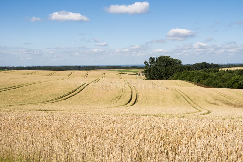 Rye Fields stock image. Image of farm, cultivated, ripe - 84655543
