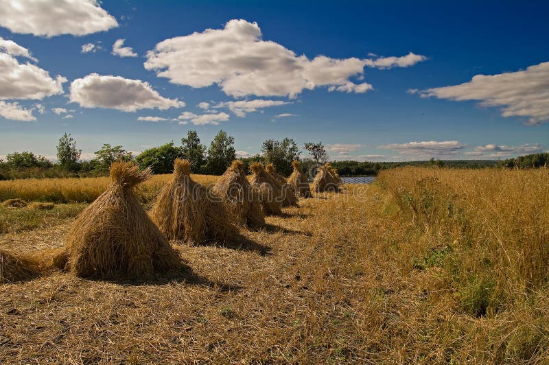 Rye, Garben stockfoto. Bild von feld, gelb, hand, traditionell - 16974672
